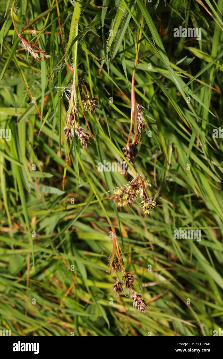 Field woodrush (Luzula campestris) Plantae Stock Photo - Alamy