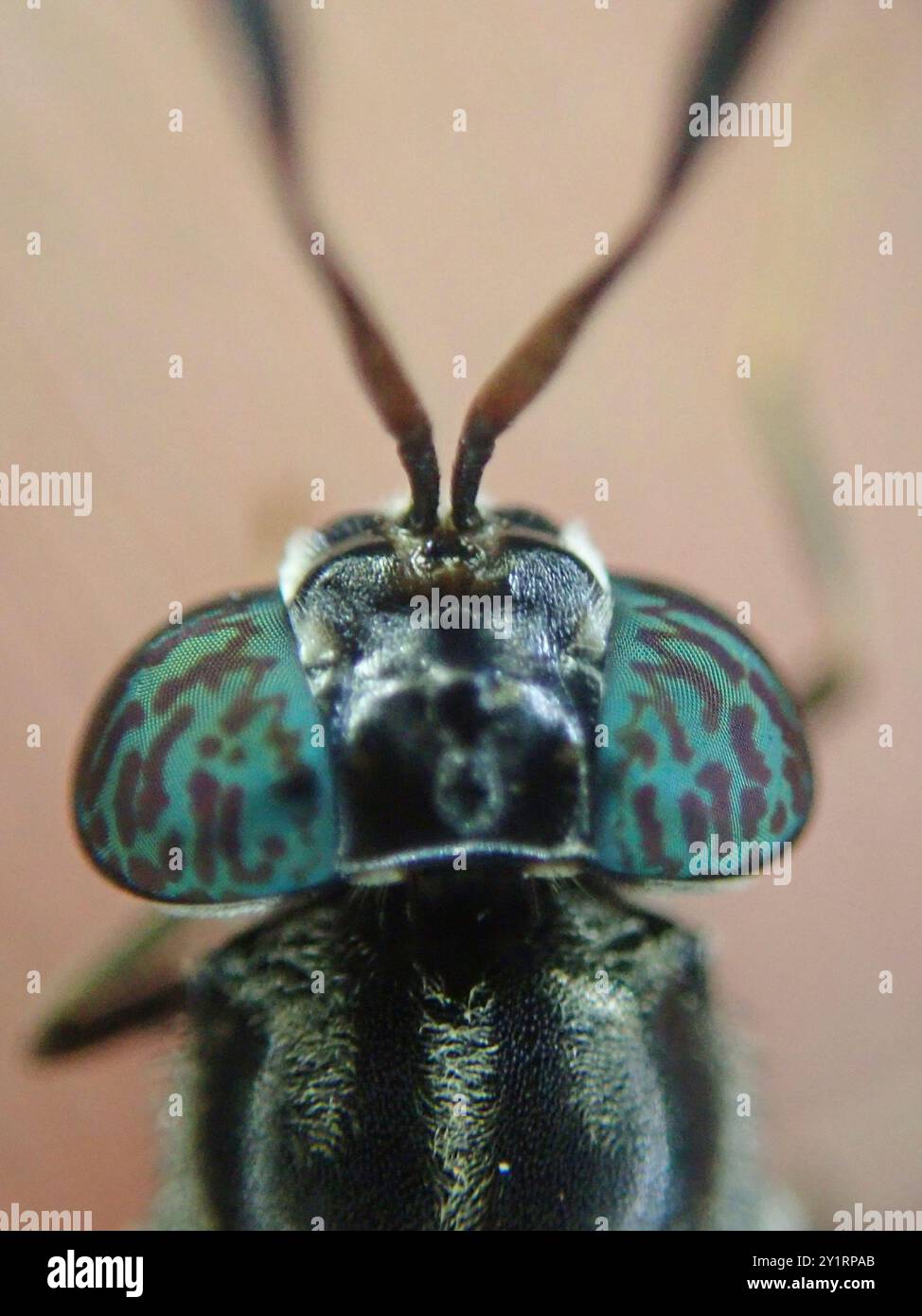 Black Soldier Fly (Hermetia illucens) Insecta Stock Photo - Alamy