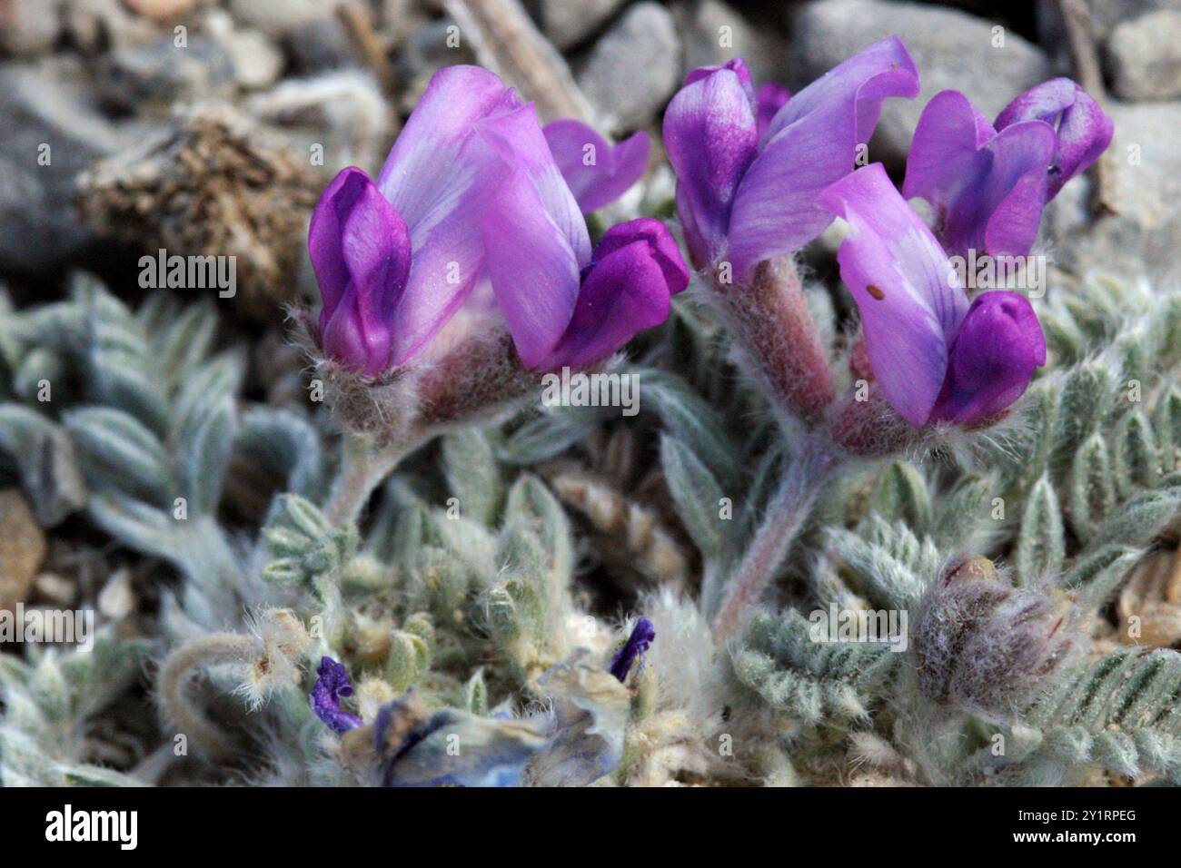Mountain Oxytrope (Oxytropis oreophila) Plantae Stock Photo - Alamy