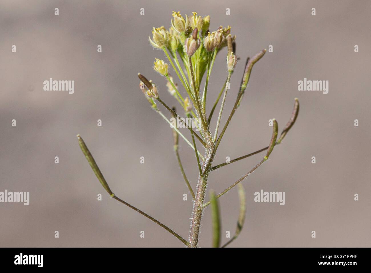 Western Tansymustard (Descurainia pinnata) Plantae Stock Photo - Alamy