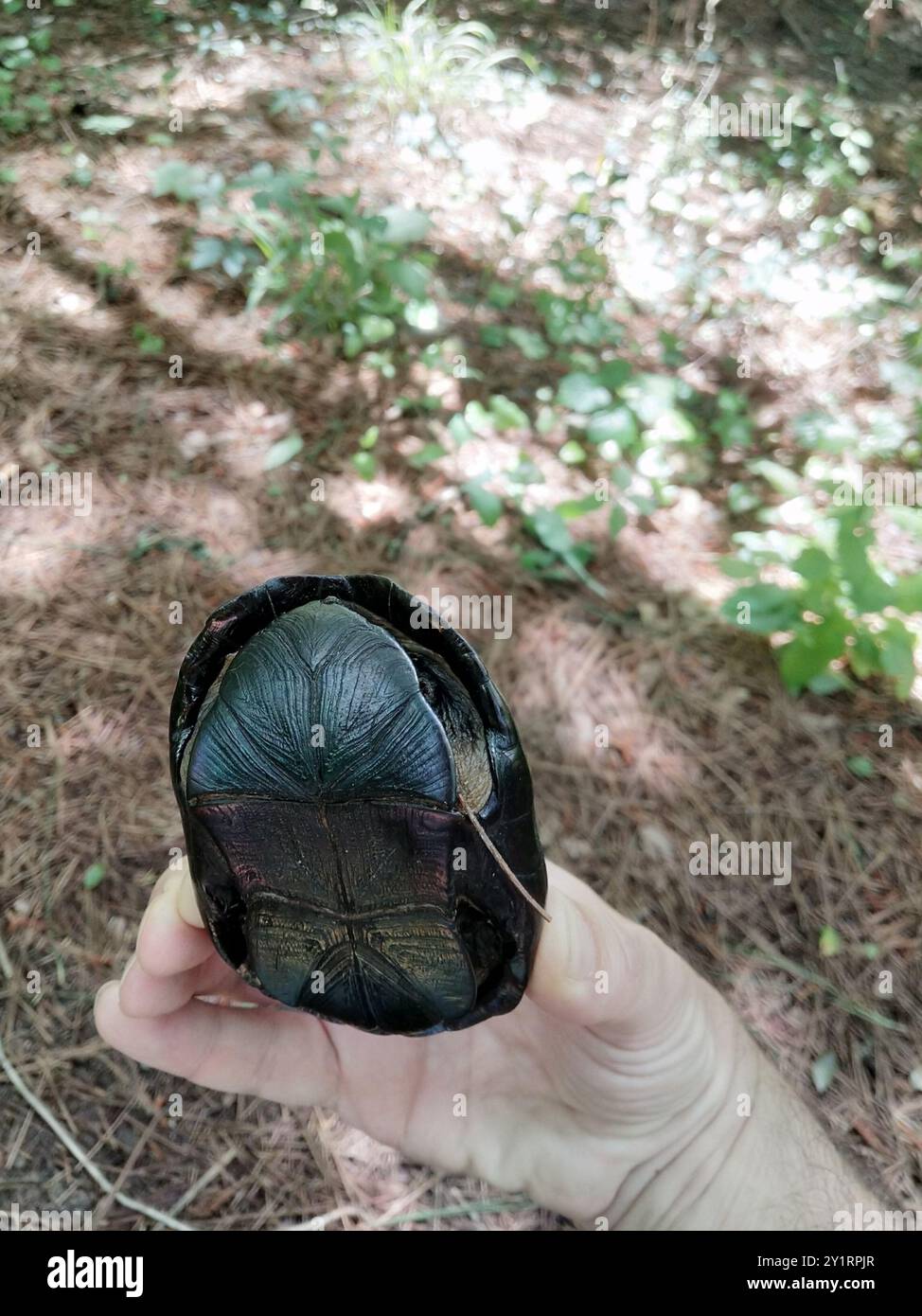 Eastern Mud Turtle (Kinosternon subrubrum) Reptilia Stock Photo - Alamy
