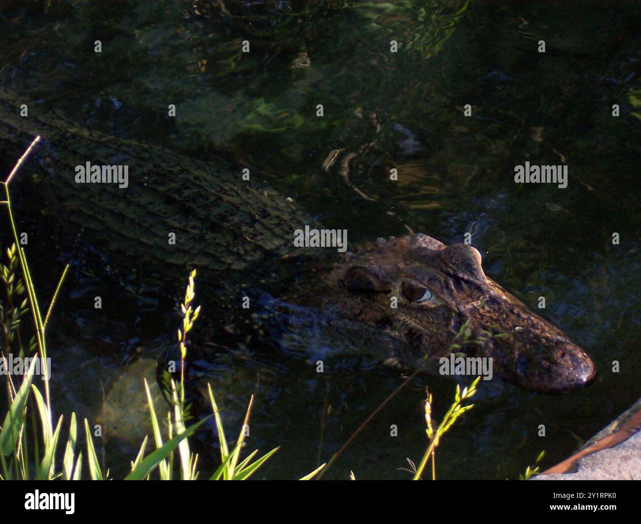 Black Caiman (Melanosuchus niger) Reptilia Stock Photo - Alamy