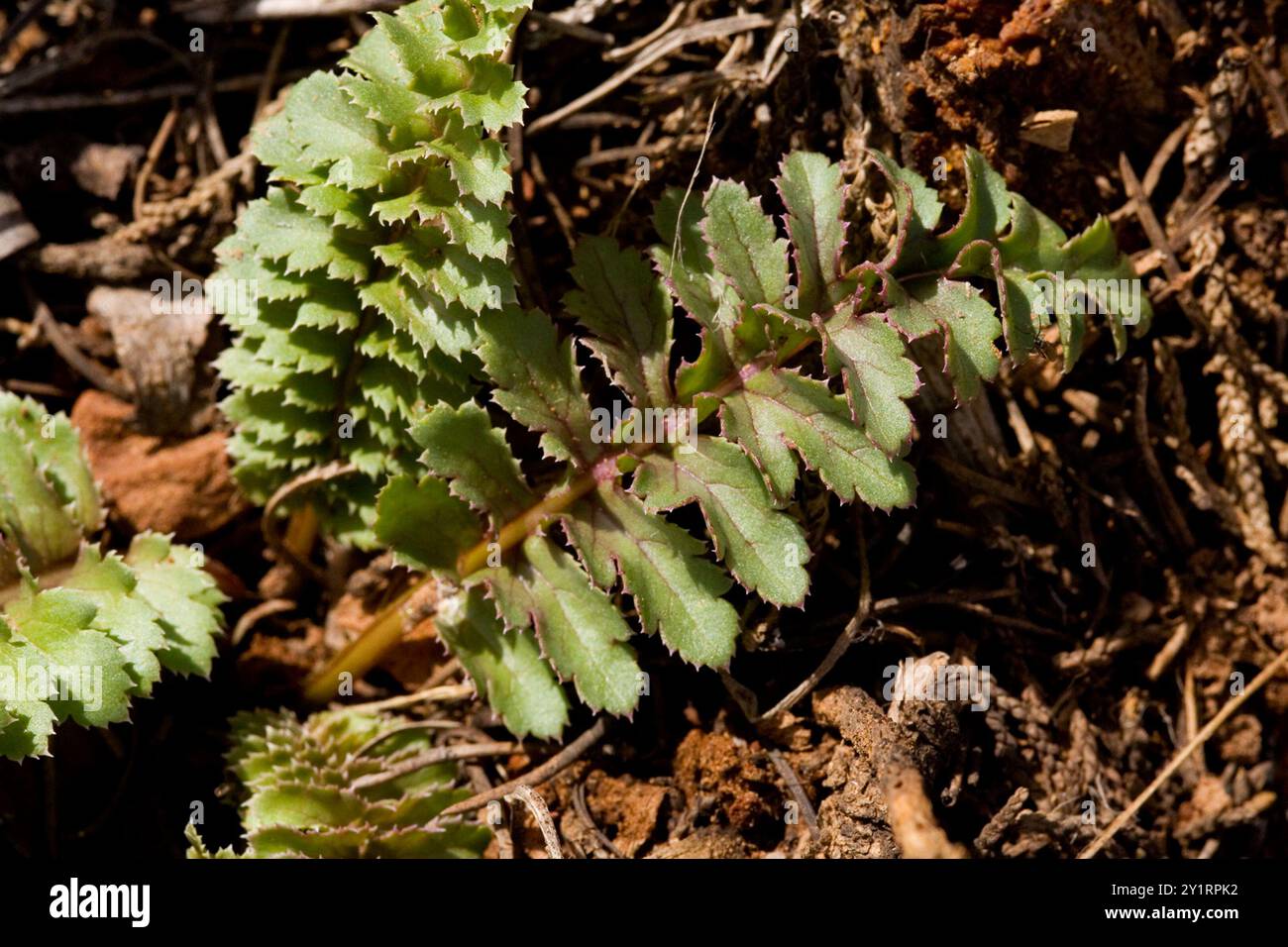 Dwarf Lousewort (Pedicularis centranthera) Plantae Stock Photo - Alamy