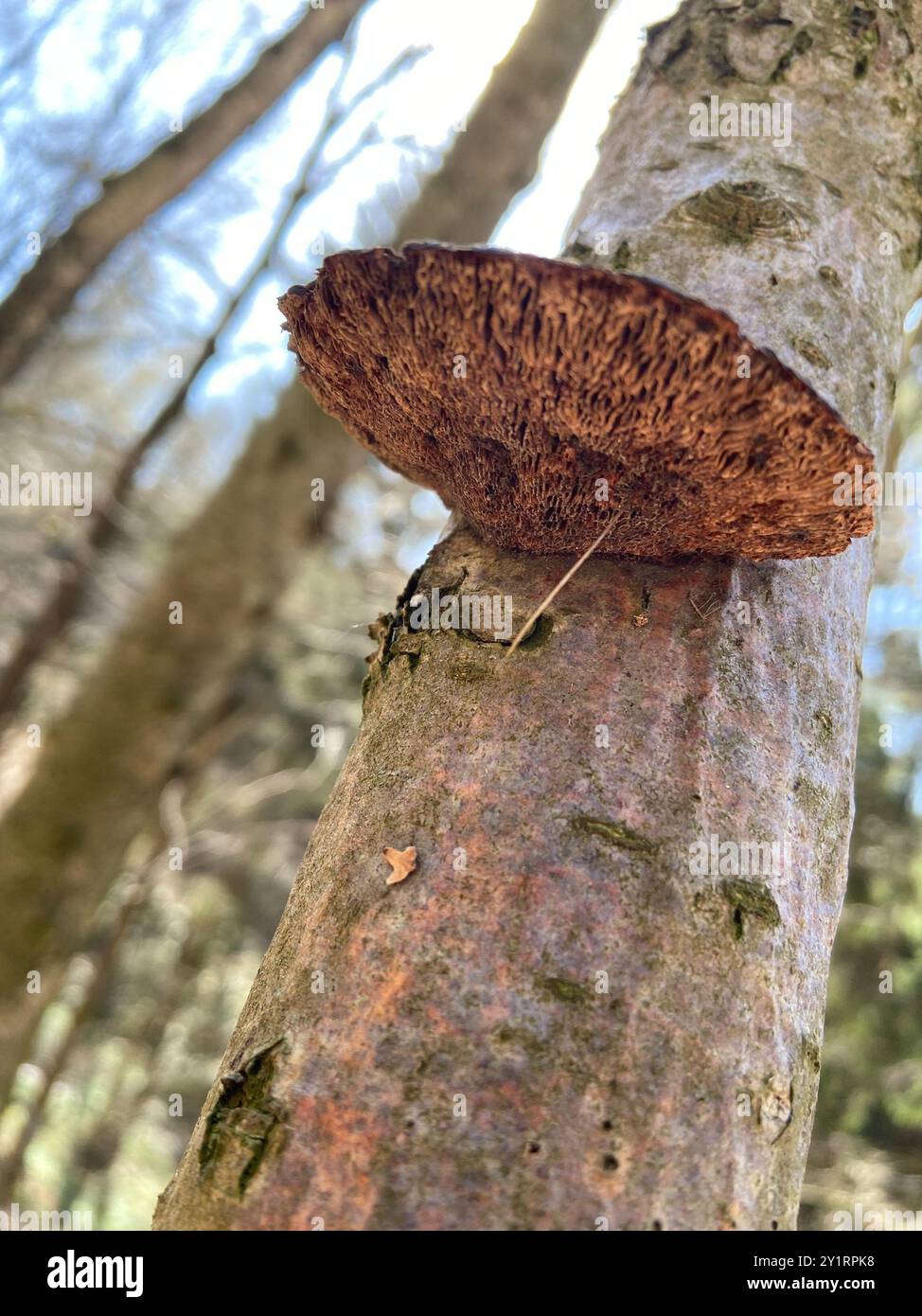 Thin-walled Maze Polypore (Daedaleopsis confragosa) Fungi Stock Photo - Alamy
