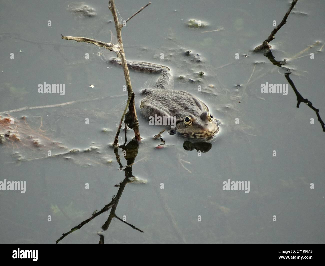 Water Frogs (Pelophylax) Amphibia Stock Photo - Alamy