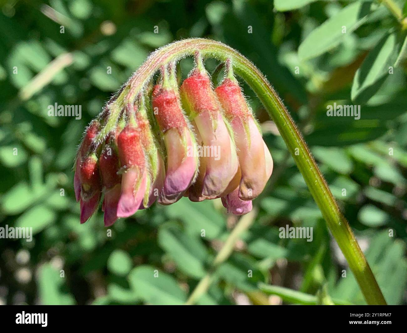 giant vetch (Vicia gigantea) Plantae Stock Photo - Alamy