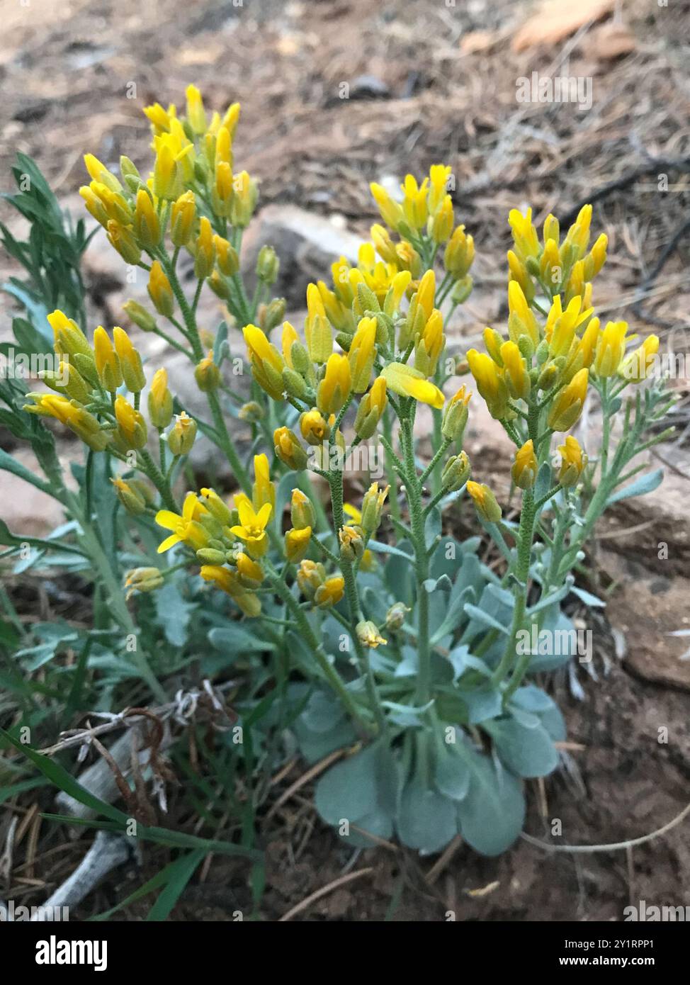 bladderpods (Physaria) Plantae Stock Photo - Alamy