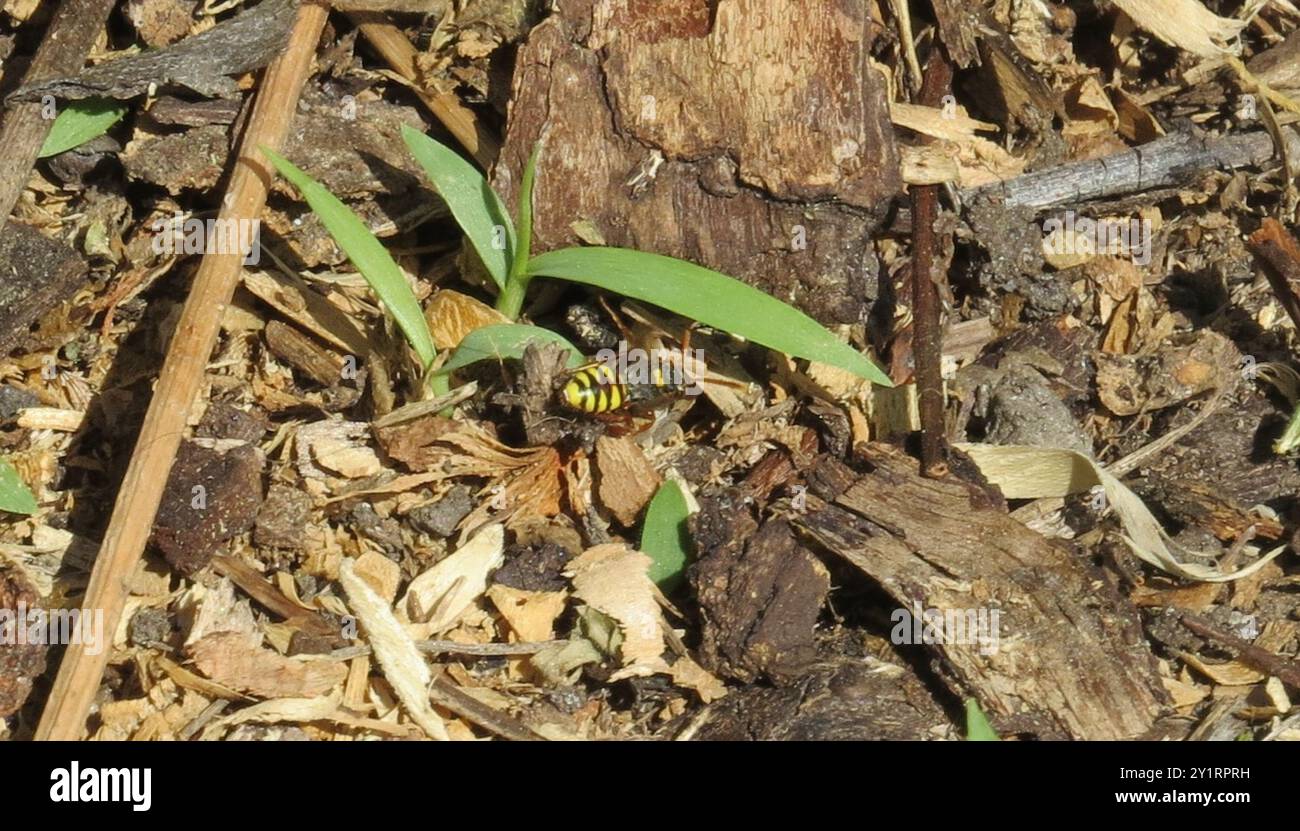 Nomad Bees (Nomada) Insecta Stock Photo - Alamy