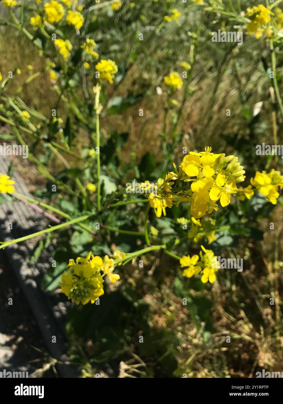 charlock (Mutarda arvensis) Plantae Stock Photo - Alamy