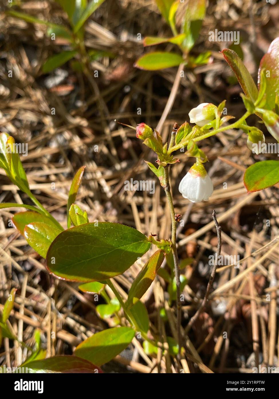 dwarf huckleberry (Gaylussacia dumosa) Plantae Stock Photo - Alamy