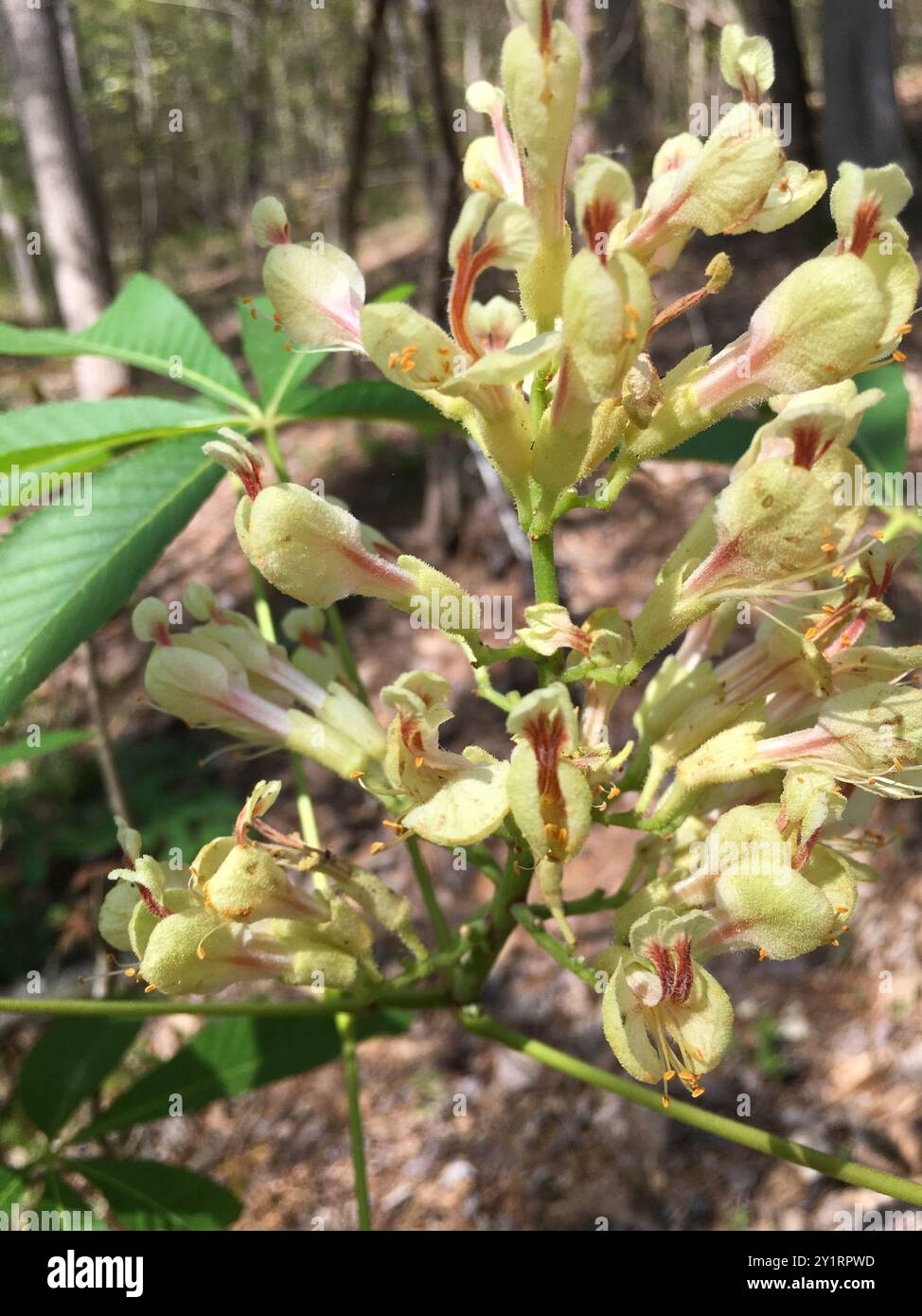 painted buckeye (Aesculus sylvatica) Plantae Stock Photo - Alamy