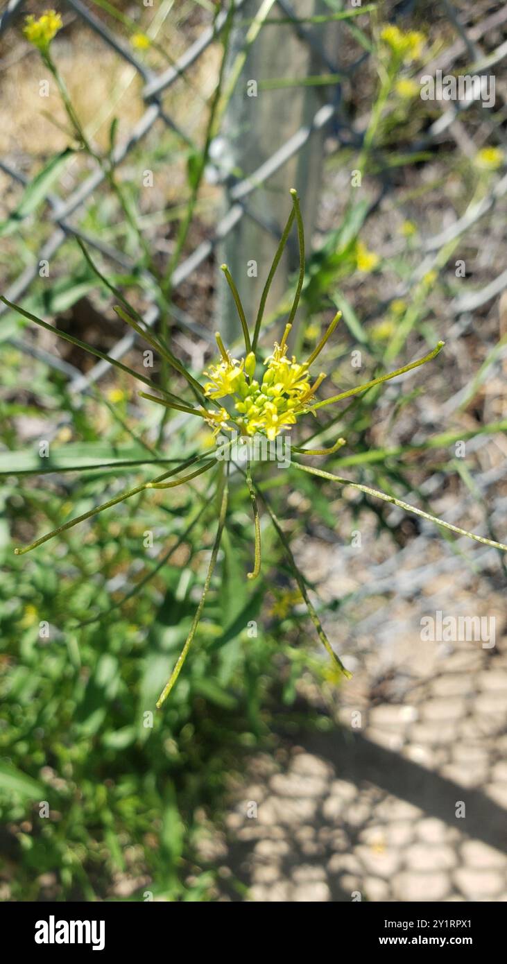 London rocket (Sisymbrium irio) Plantae Stock Photo - Alamy