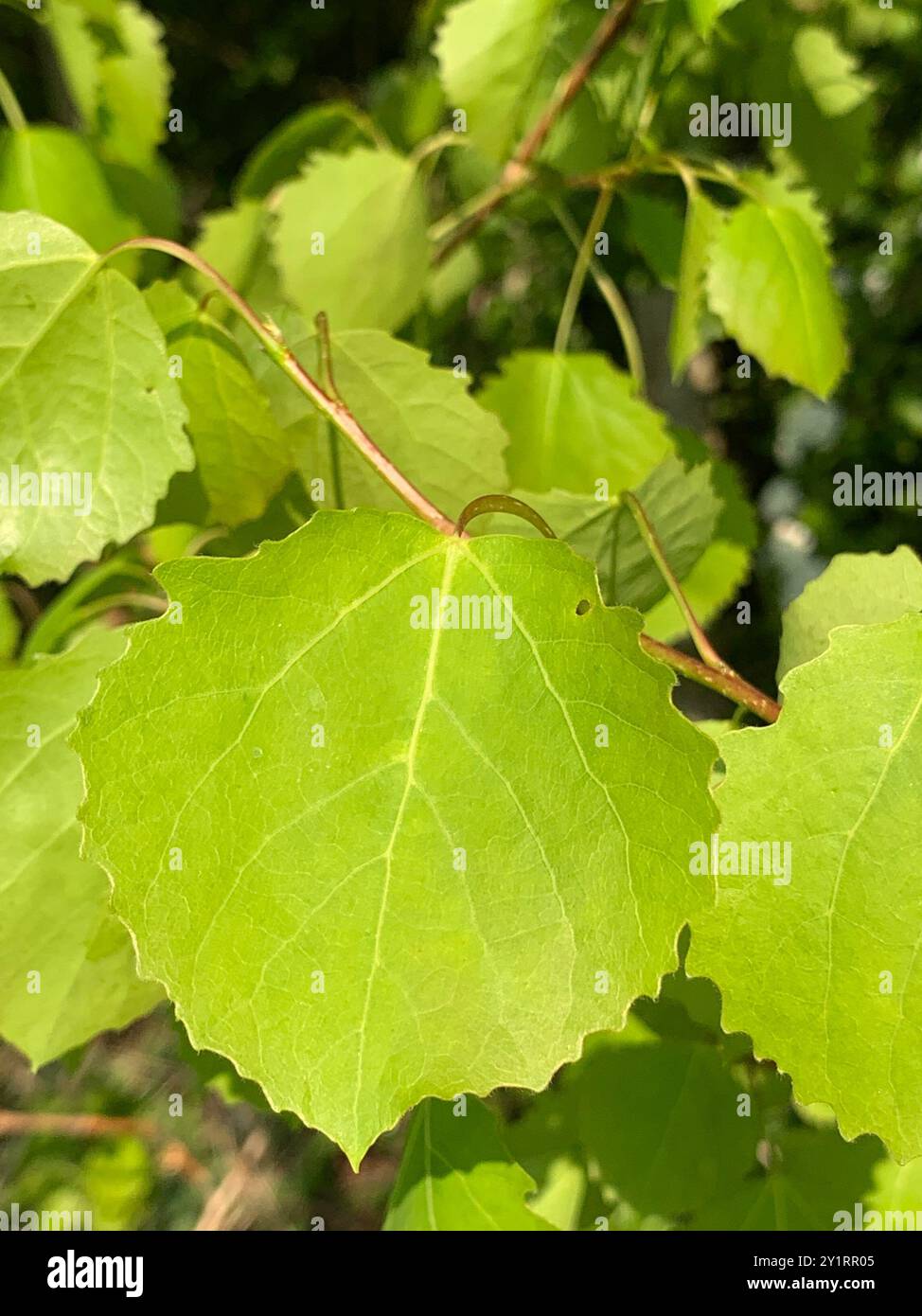 European aspen (Populus tremula) Plantae Stock Photo - Alamy
