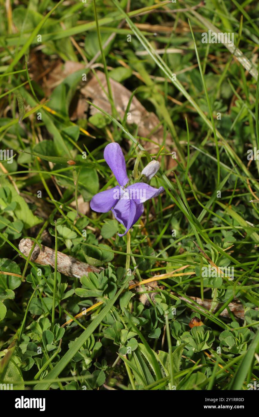 common dog-violet (Viola riviniana) Plantae Stock Photo - Alamy