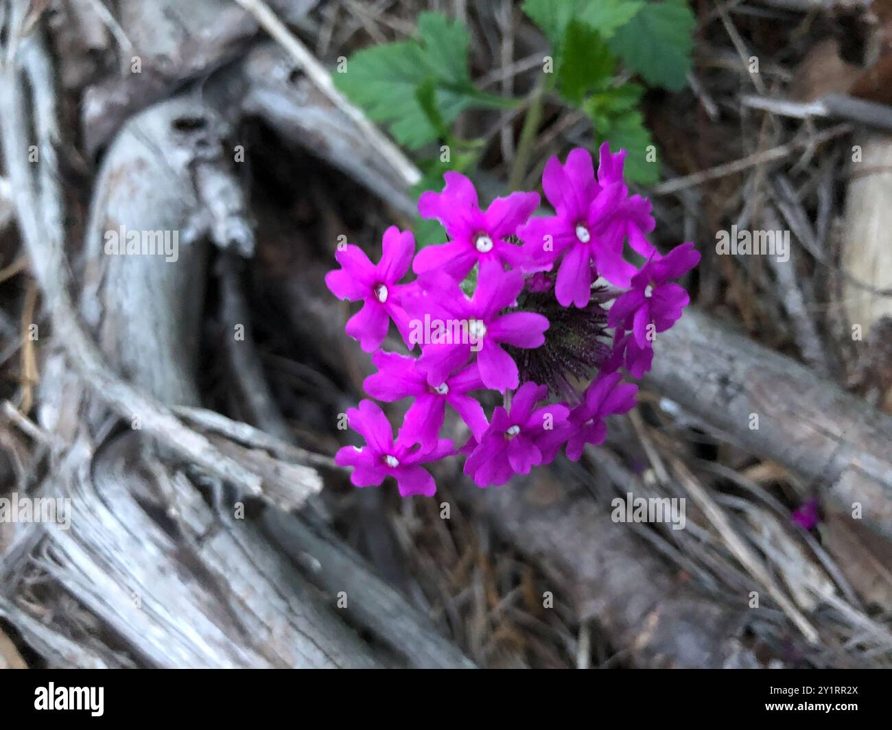 rose vervain (Glandularia canadensis) Plantae Stock Photo - Alamy