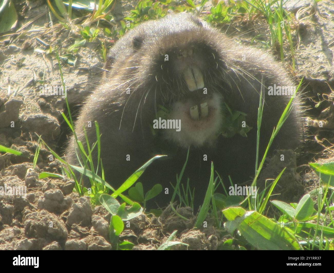Camas Pocket Gopher (Thomomys bulbivorus) Mammalia Stock Photo - Alamy