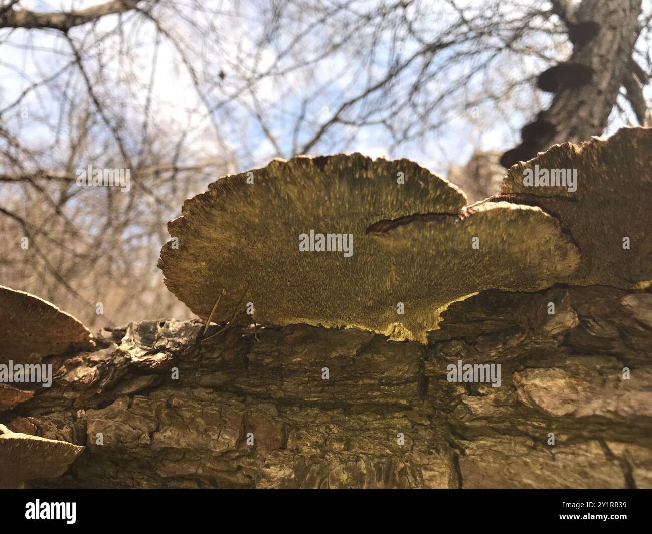 Thin-walled Maze Polypore (Daedaleopsis confragosa) Fungi Stock Photo ...