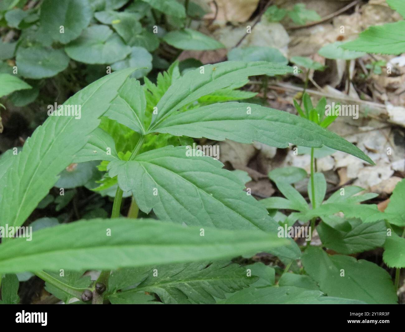 coralroot (Cardamine bulbifera) Plantae Stock Photo - Alamy