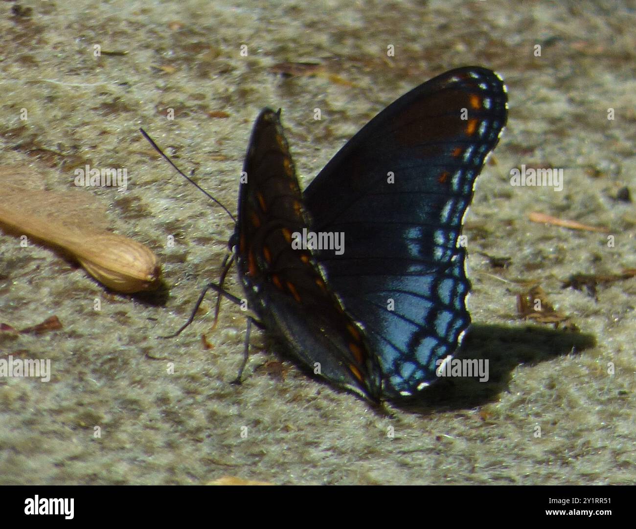 Red-spotted Purple (Limenitis arthemis astyanax) Insecta Stock Photo ...