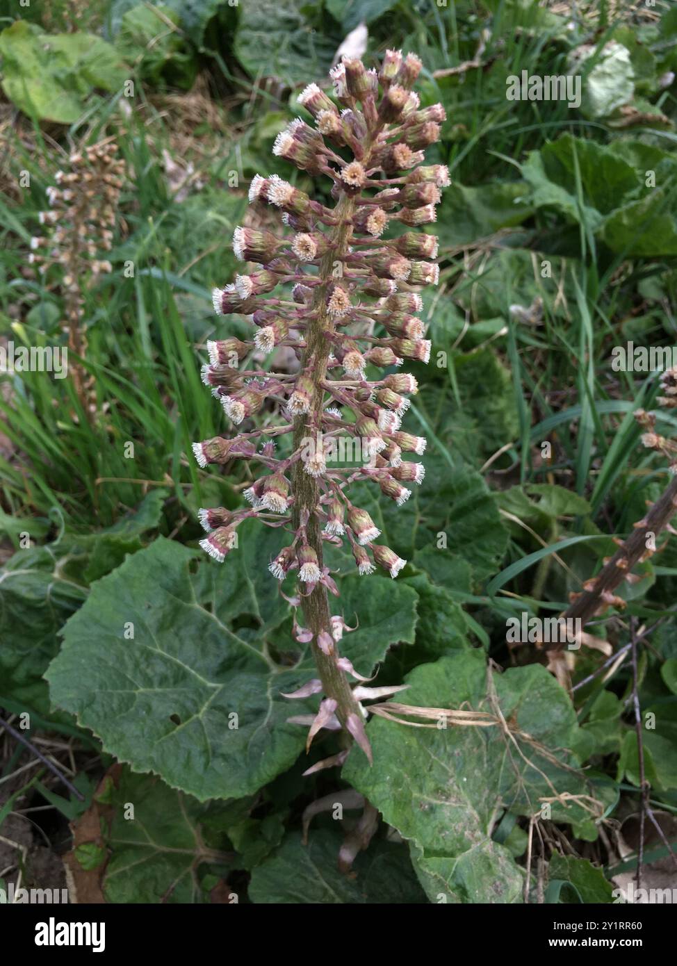 Common Butterbur (Petasites hybridus) Plantae Stock Photo - Alamy