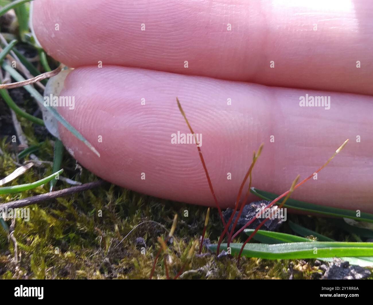 joint-toothed mosses (Bryopsida) Plantae Stock Photo - Alamy