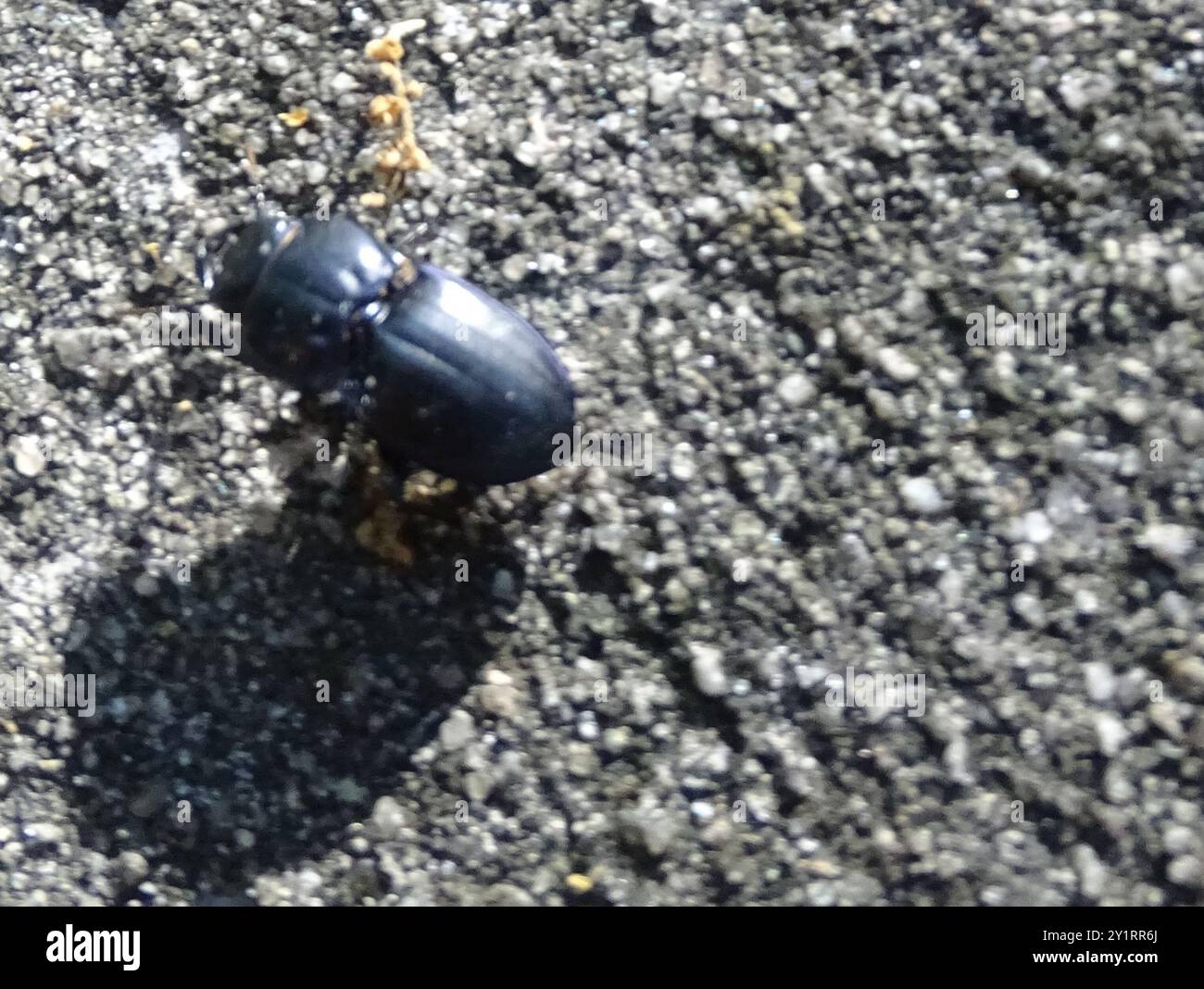 Warrior Beetles (Pasimachus) Insecta Stock Photo - Alamy