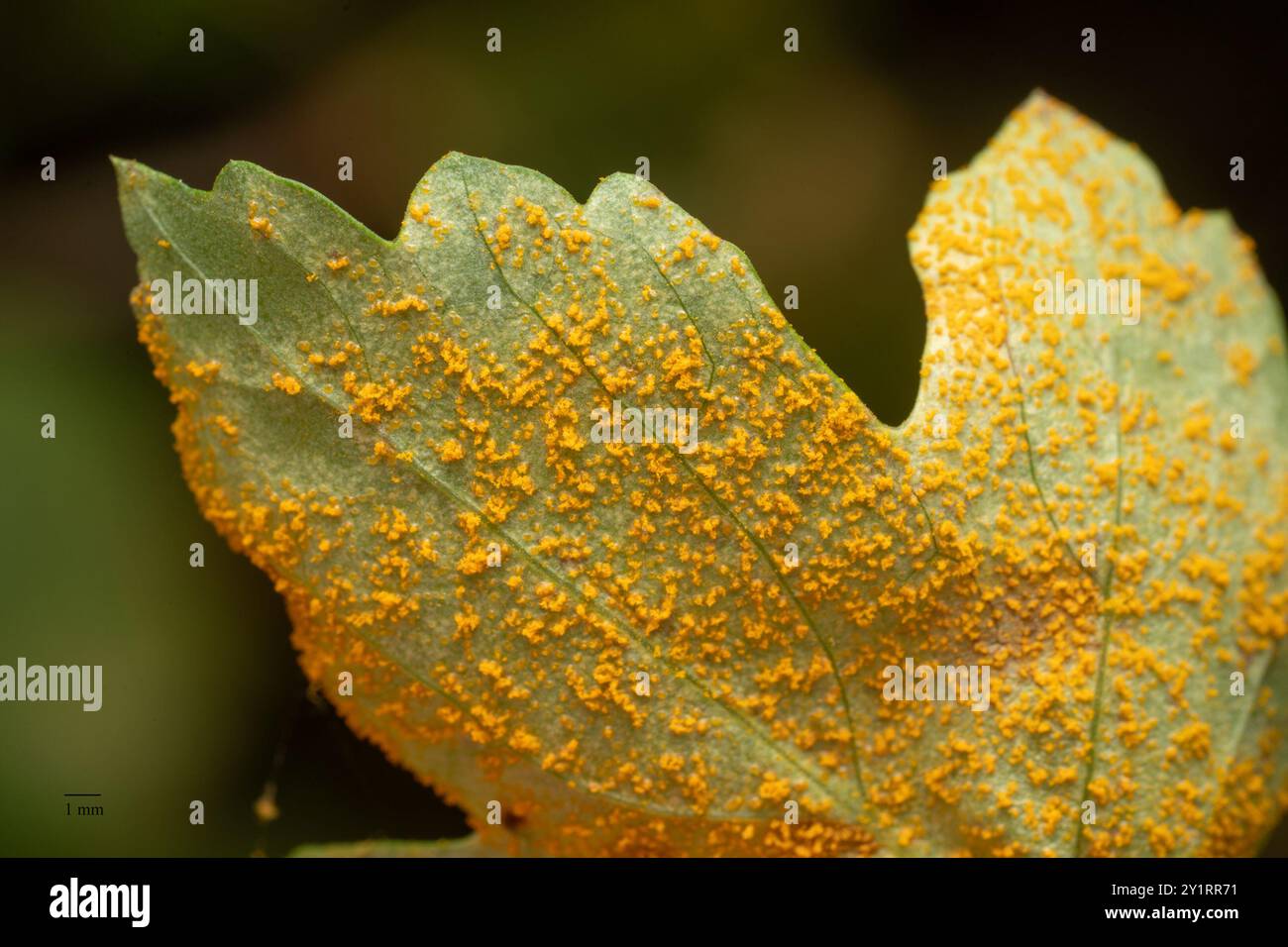 white pine blister rust (Cronartium ribicola) Fungi Stock Photo - Alamy