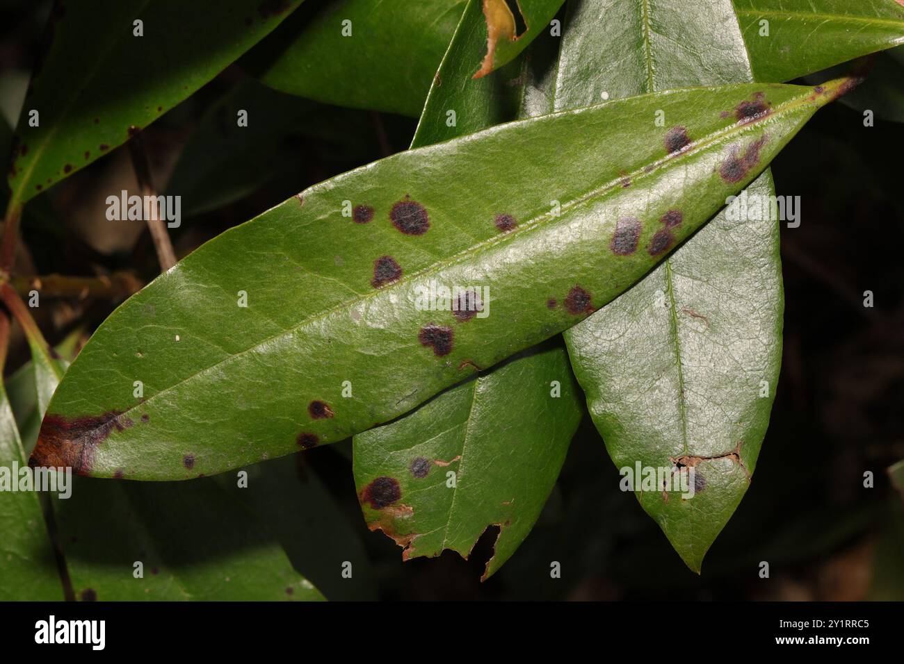 (Colletotrichum gloeosporioides) Fungi Stock Photo - Alamy
