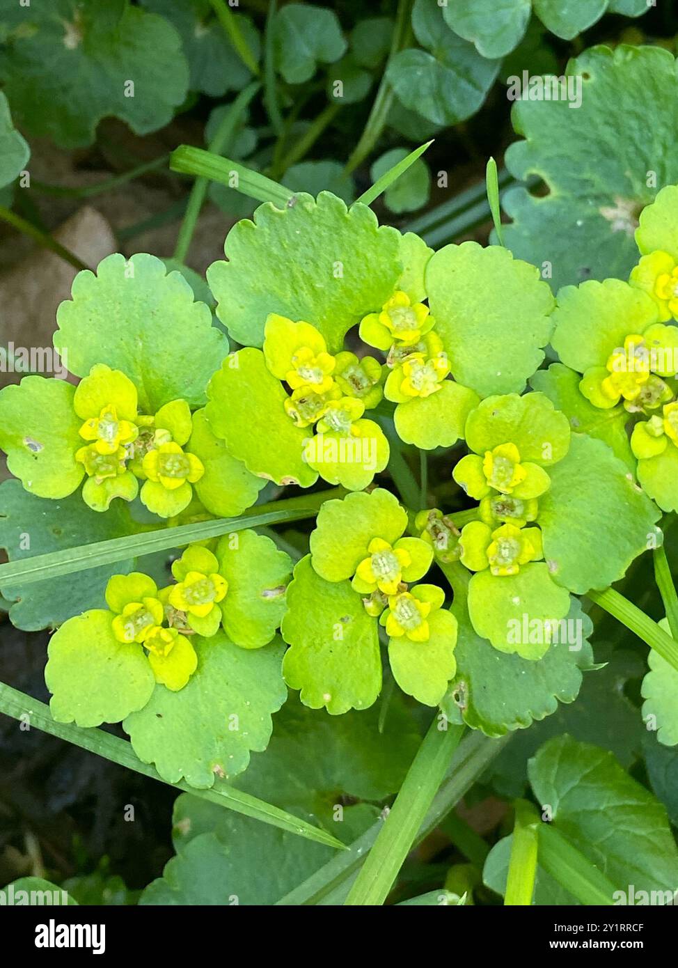 Alternate-leaved Golden Saxifrage (Chrysosplenium alternifolium ...