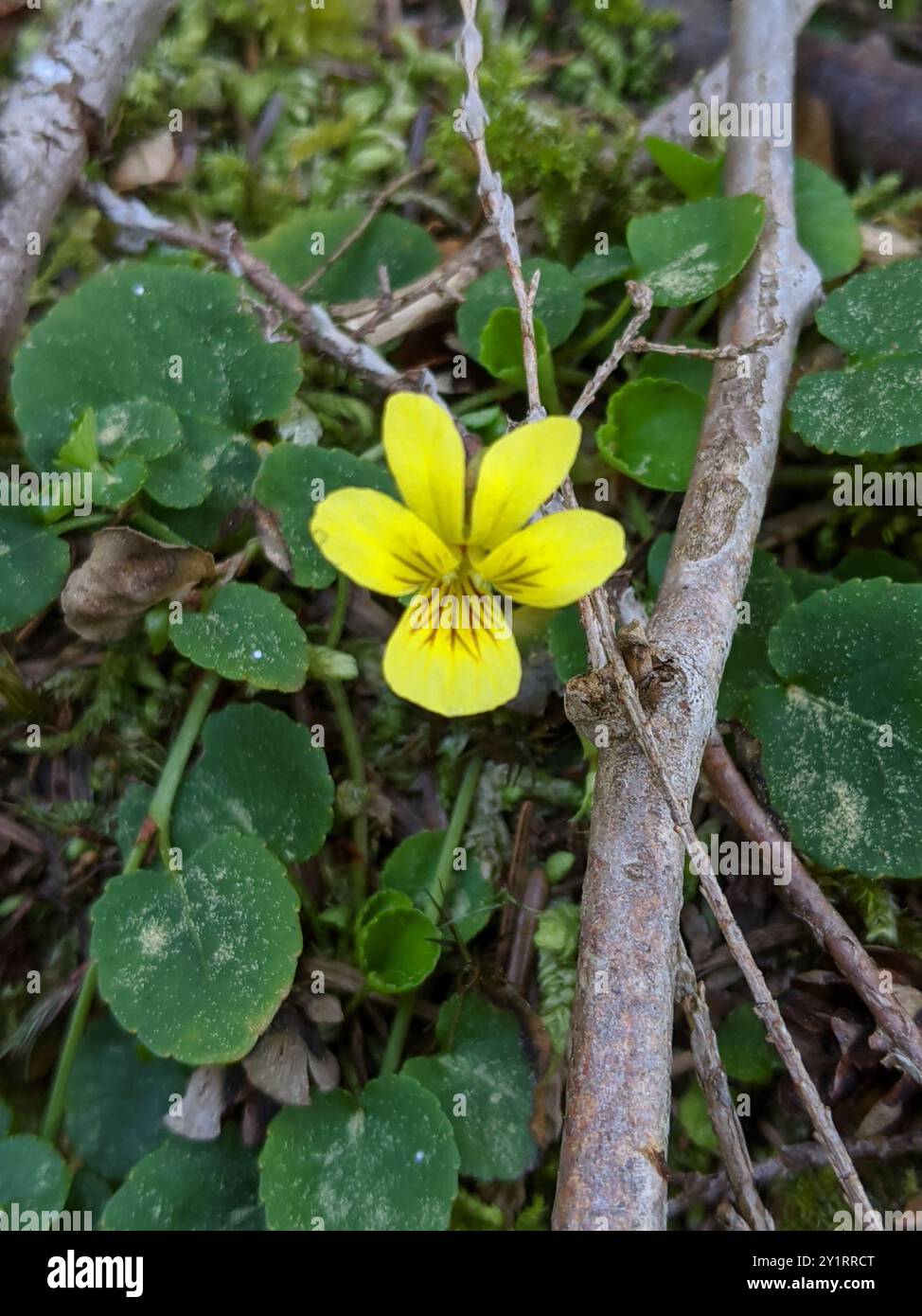 Redwood Violet (Viola sempervirens) Plantae Stock Photo - Alamy