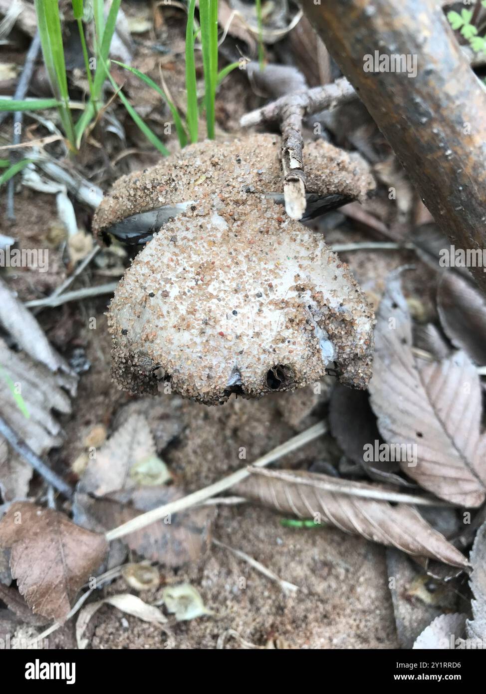 Common Ink Cap (Coprinopsis atramentaria) Fungi Stock Photo - Alamy