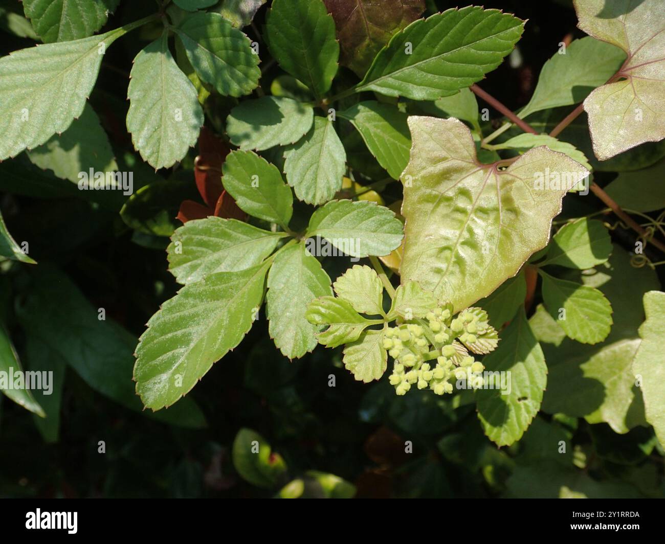 Bushkiller (Causonis japonica) Plantae Stock Photo - Alamy