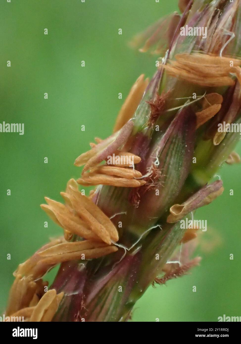 (Ischaemum ciliare) Plantae Stock Photo - Alamy