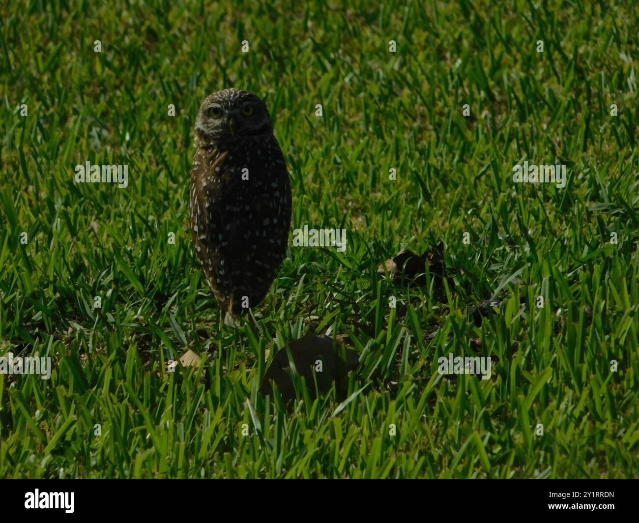 Florida Burrowing Owl (Athene cunicularia floridana) Aves Stock Photo - Alamy