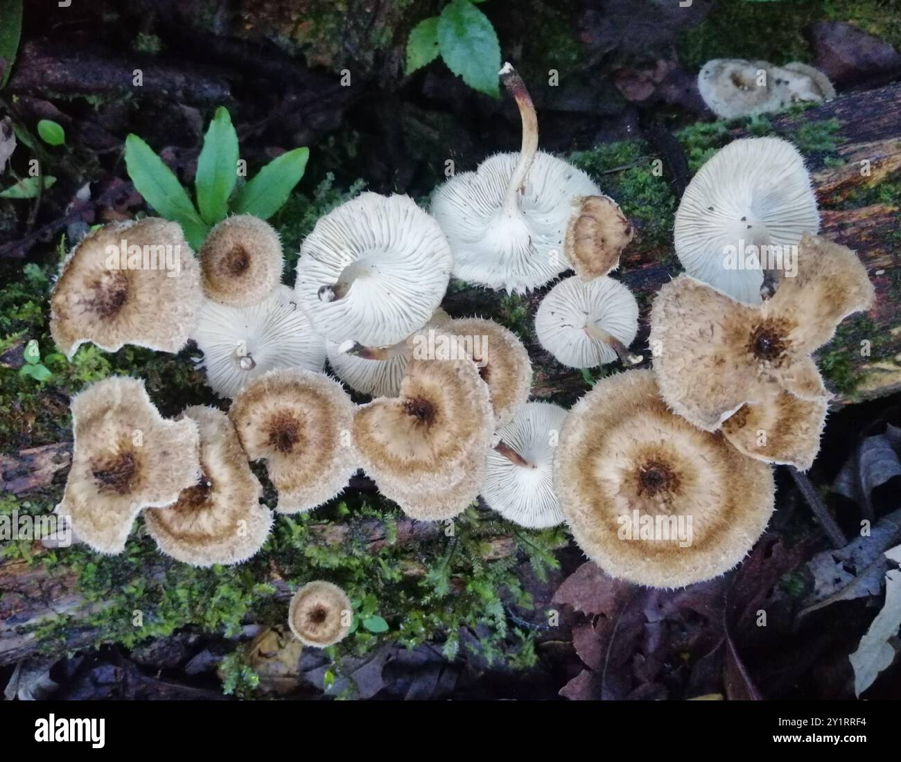fringed sawgill (Lentinus crinitus) Fungi Stock Photo - Alamy