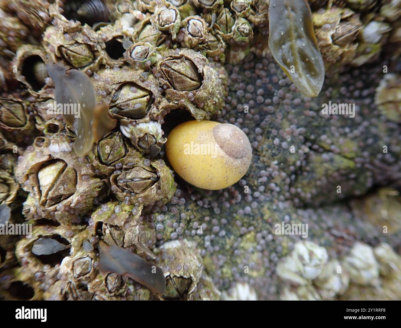Flat Periwinkle (Littorina obtusata) Mollusca Stock Photo - Alamy
