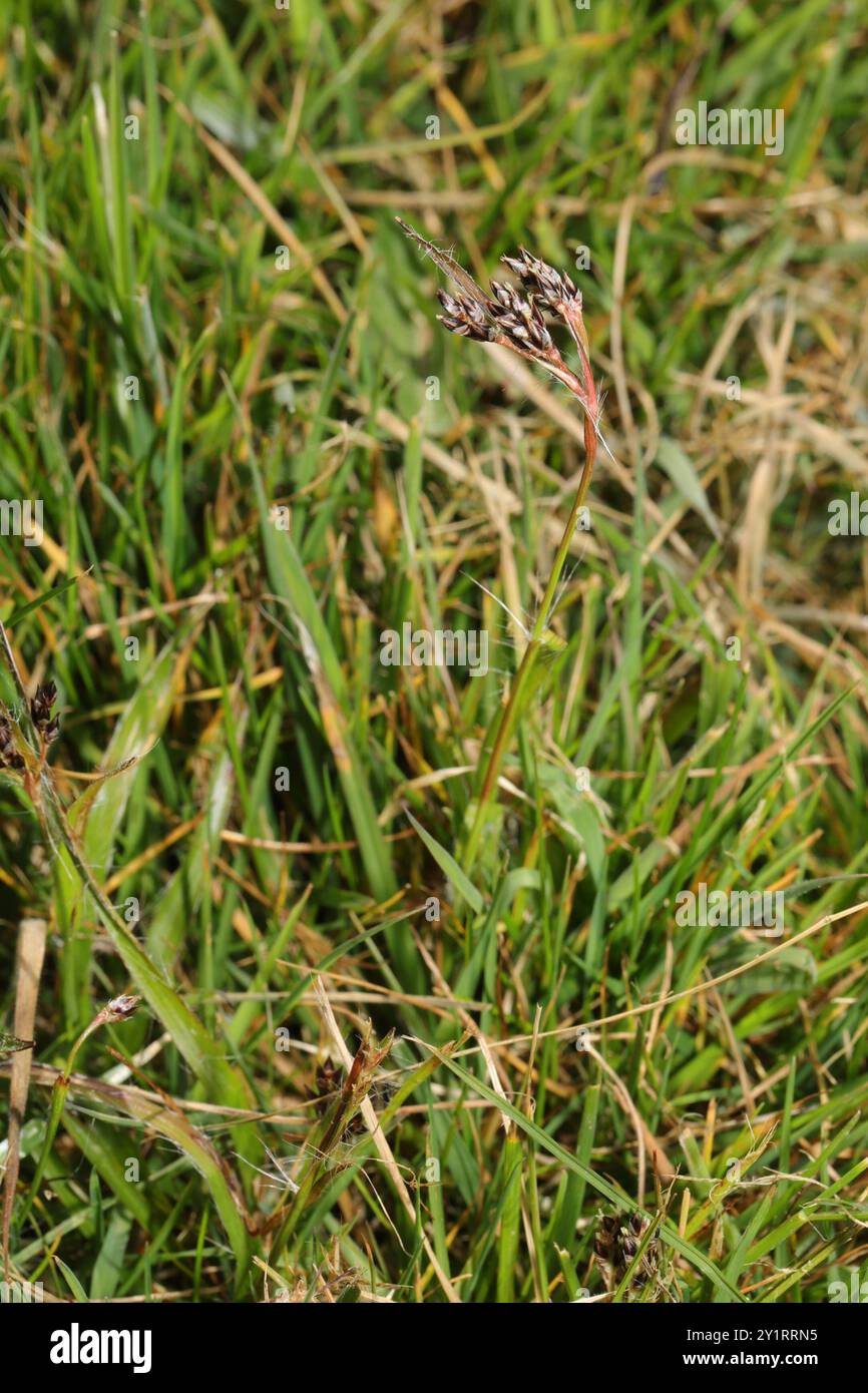 Field woodrush (Luzula campestris) Plantae Stock Photo - Alamy