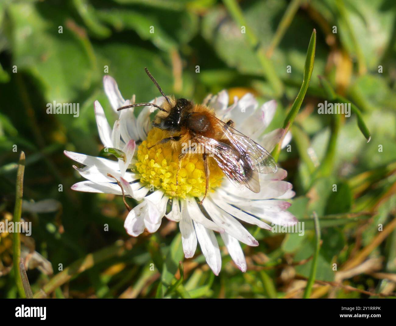 Mining Bees (Andrena) Insecta Stock Photo - Alamy