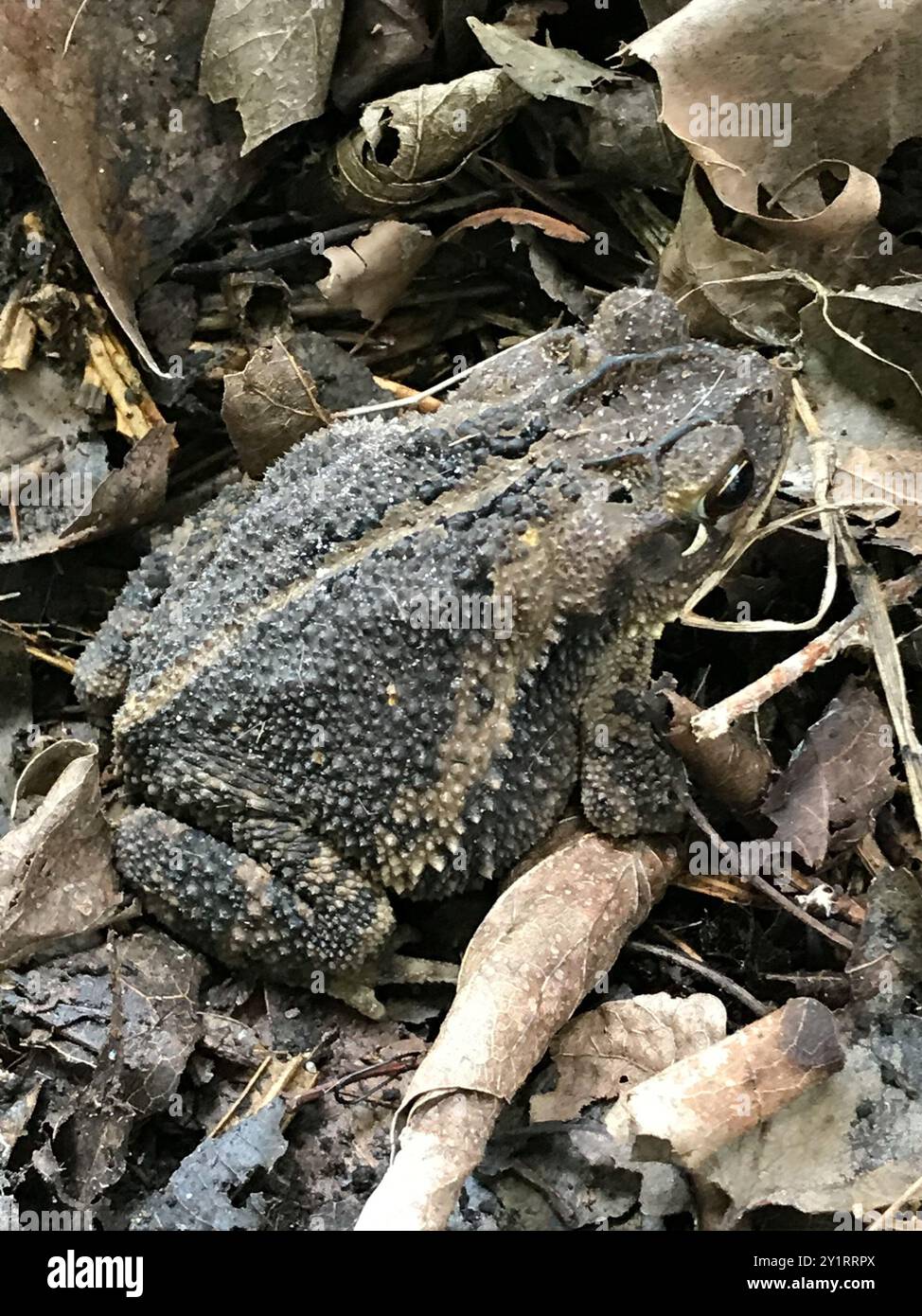 Gulf Coast Toad (Incilius nebulifer) Amphibia Stock Photo - Alamy