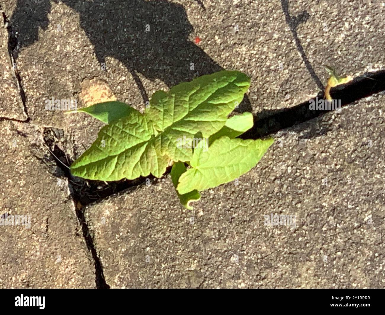 sycamore maple (Acer pseudoplatanus) Plantae Stock Photo - Alamy