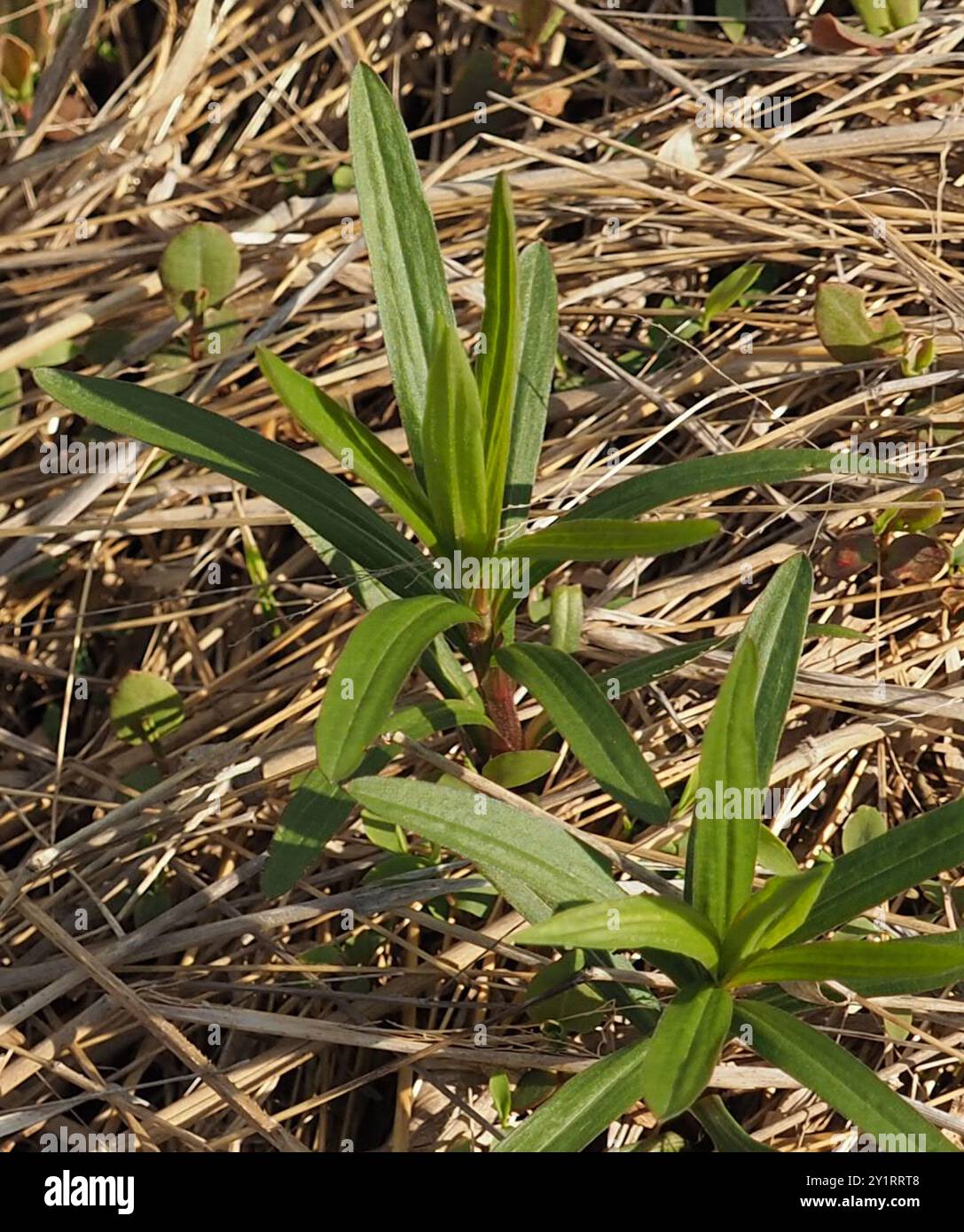 vascular plants (Tracheophyta) Plantae Stock Photo - Alamy