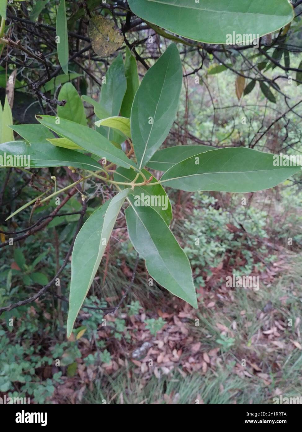 redbay (Persea borbonia) Plantae Stock Photo - Alamy