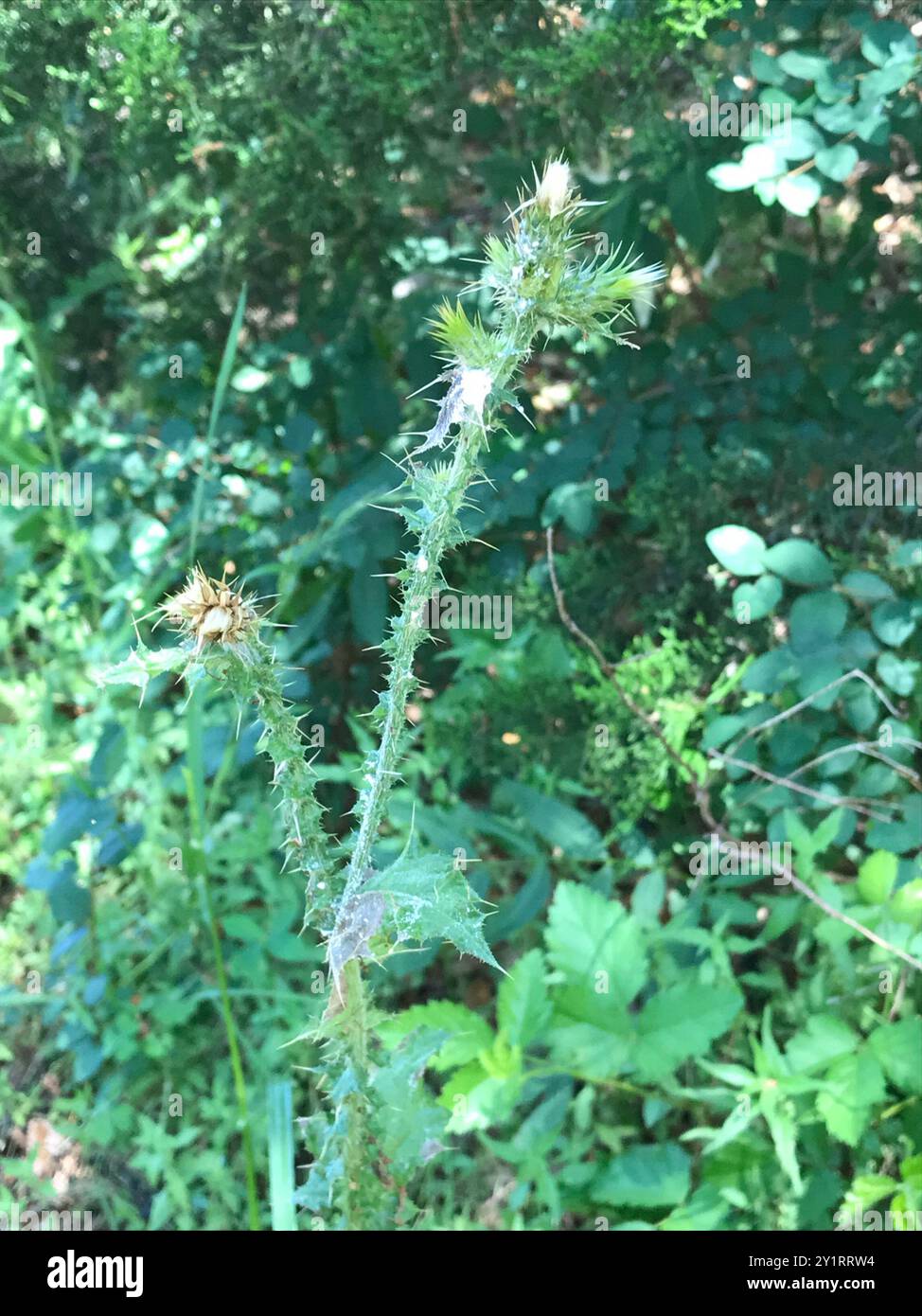 Slender Thistle (Carduus tenuiflorus) Plantae Stock Photo - Alamy
