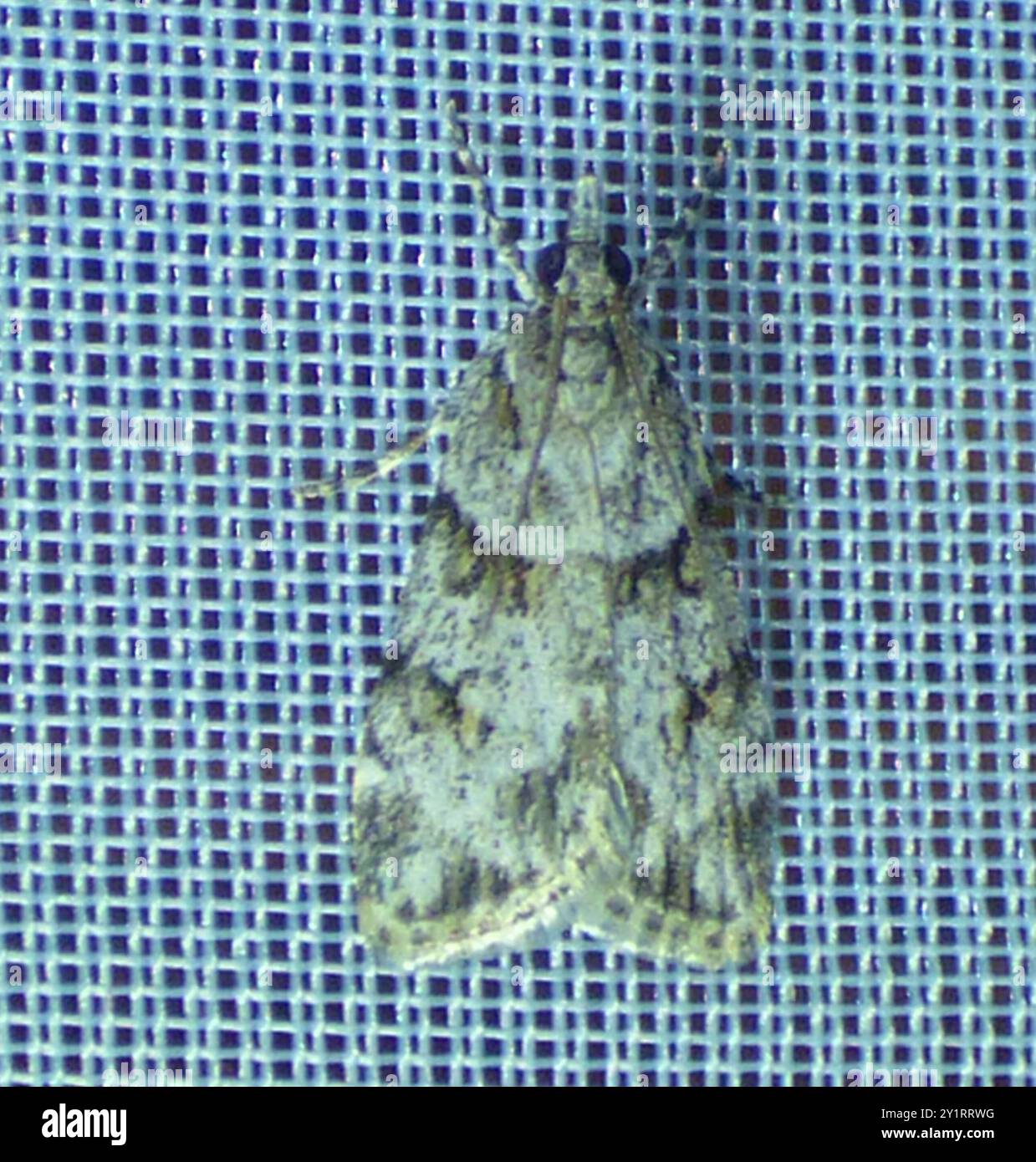 Double-striped Scoparia Moth (Scoparia biplagialis) Insecta Stock Photo ...