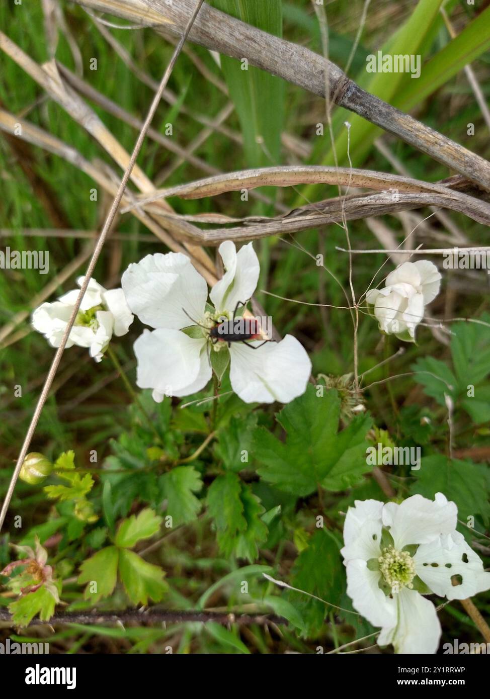 Red-shouldered Bug (Jadera haematoloma) Insecta Stock Photo - Alamy