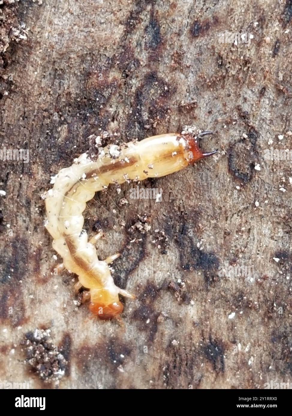 Canada Fire-colored Beetle (Dendroides canadensis) Insecta Stock Photo ...