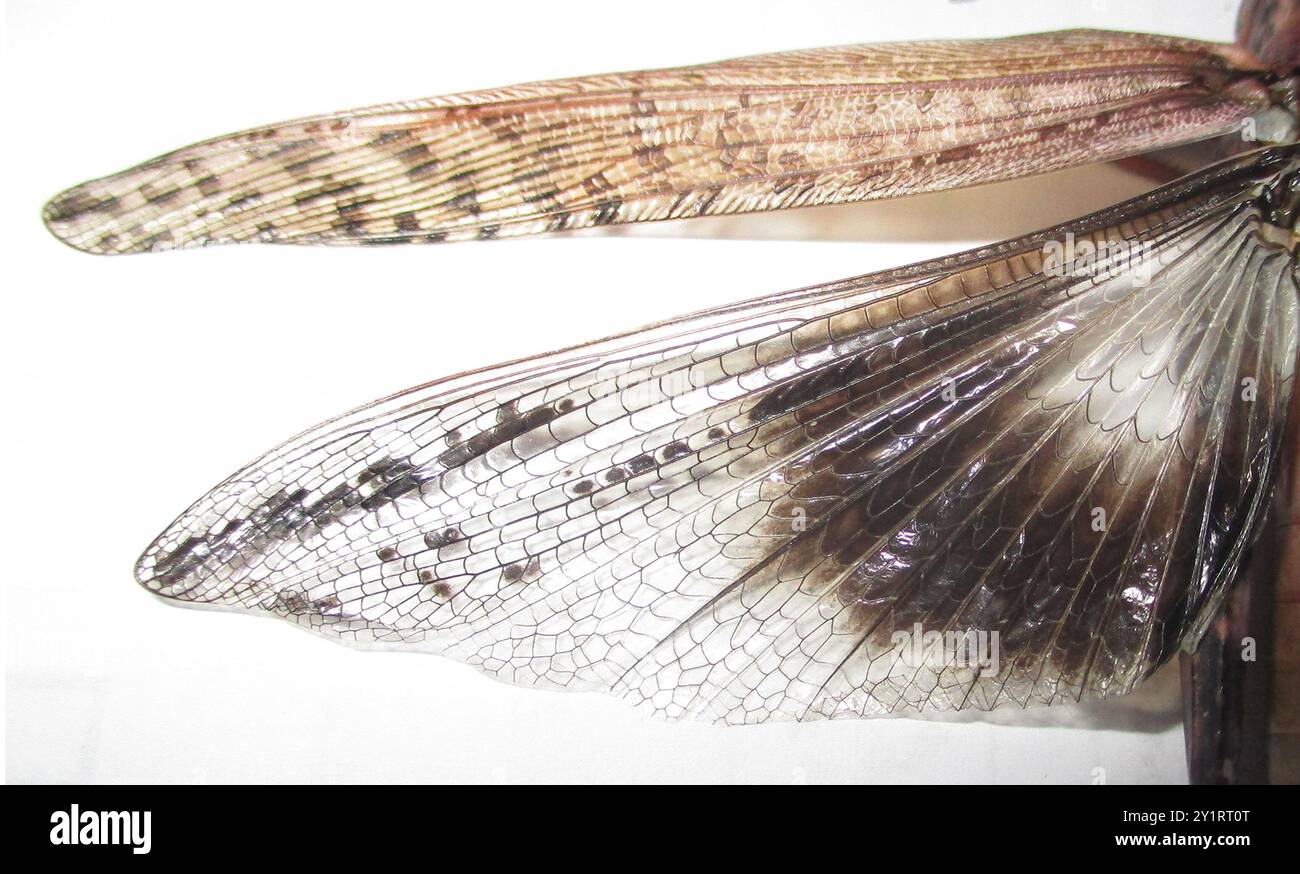 Tree Locust (Anacridium moestum) Insecta Stock Photo - Alamy