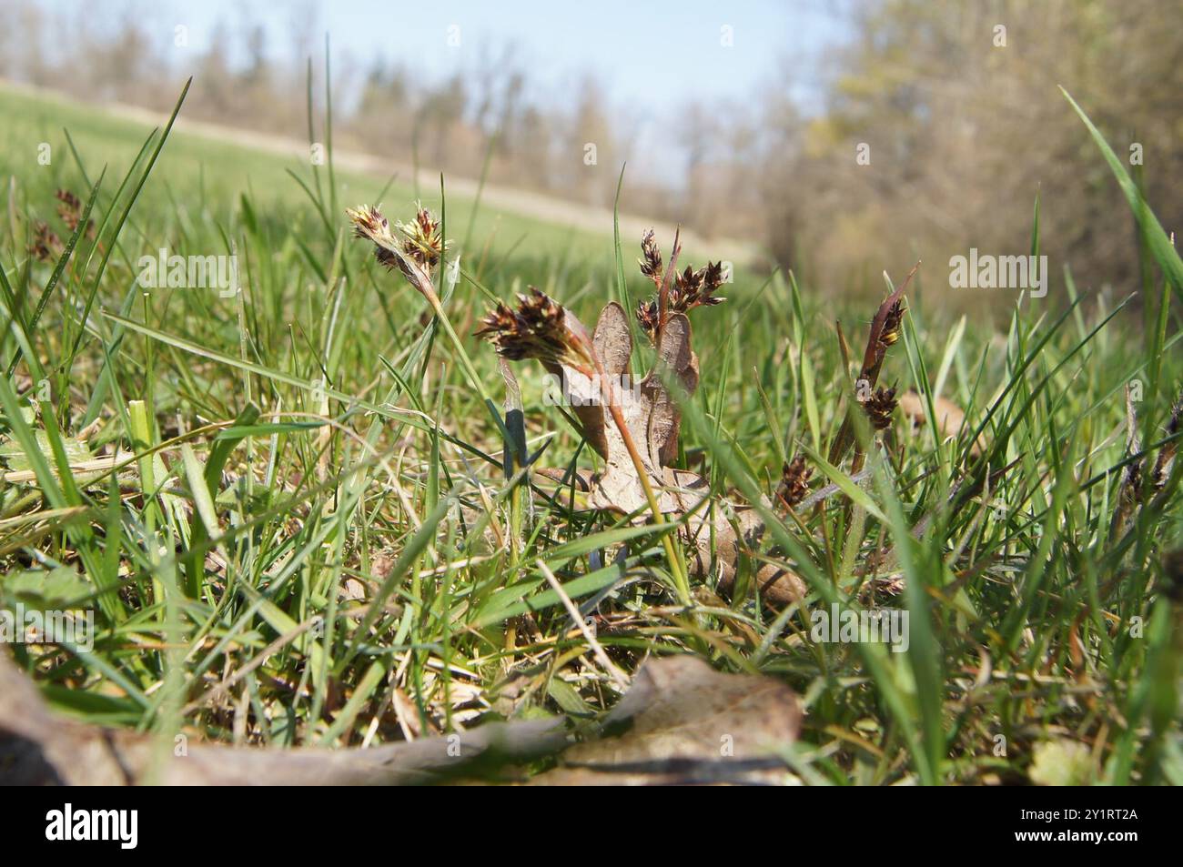 Field woodrush (Luzula campestris) Plantae Stock Photo - Alamy