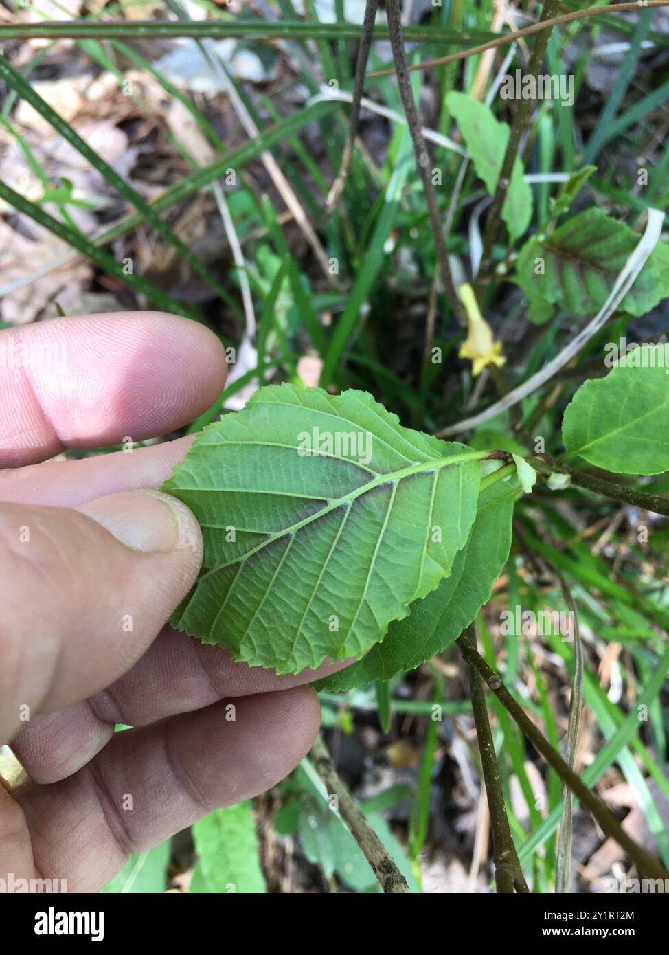 smooth alder (Alnus serrulata) Plantae Stock Photo - Alamy
