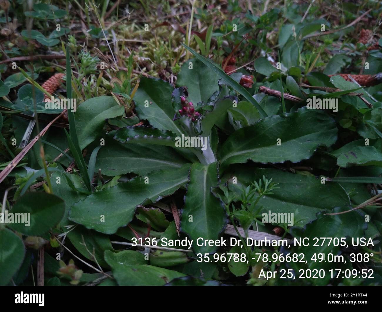 Everlastings and Cudweeds (Gamochaeta) Plantae Stock Photo - Alamy